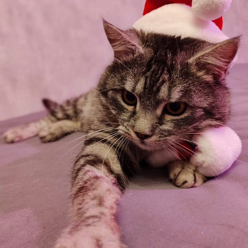 Кот оттуда в добрые руки