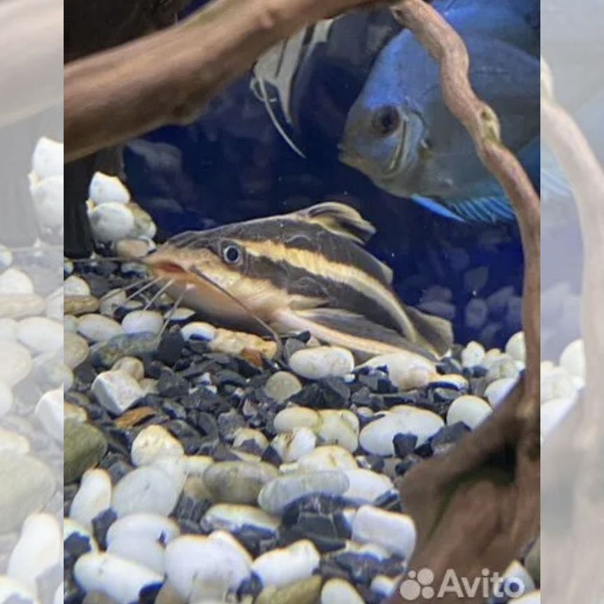 Аквариумные сомы