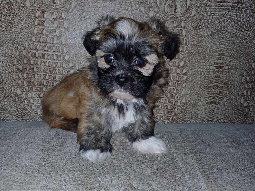 Щенок болонки,мальчик