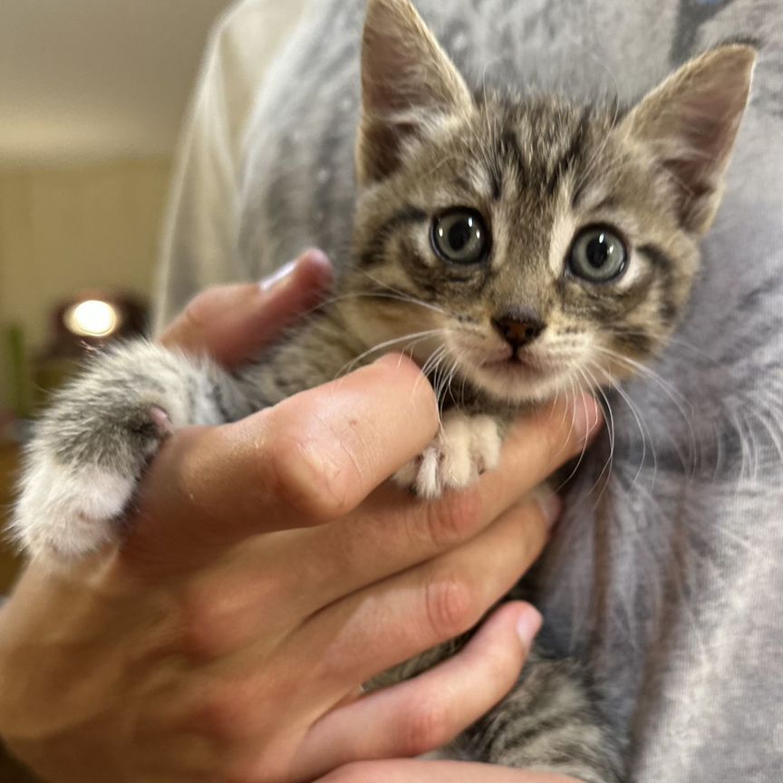 Котенок мальчик 1 мес. Очень ищет дом