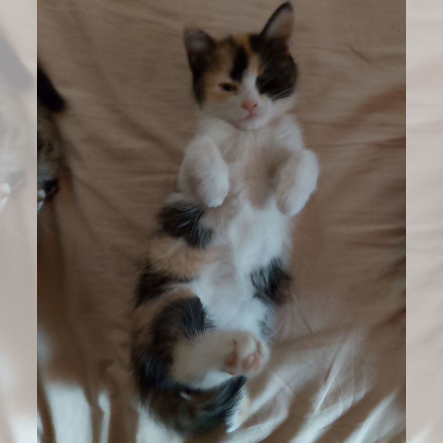 Трехцветная кошечка в добрые руки