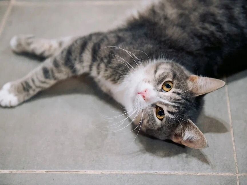 Котик Василий из приюта бесплатно