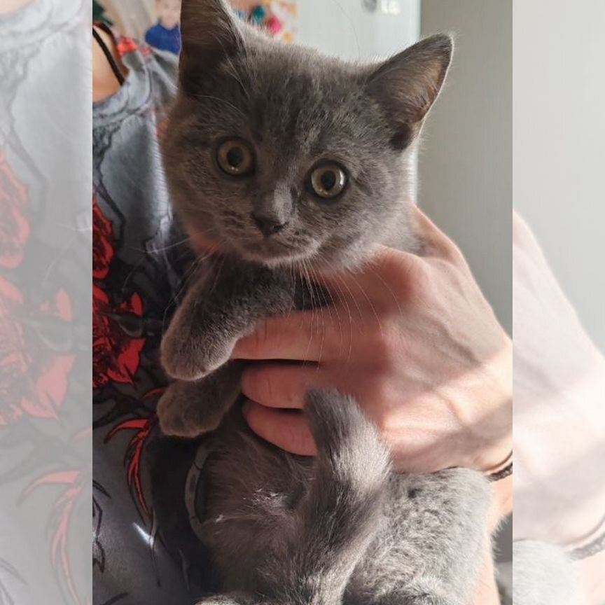 Британский короткошёрстный котёнок