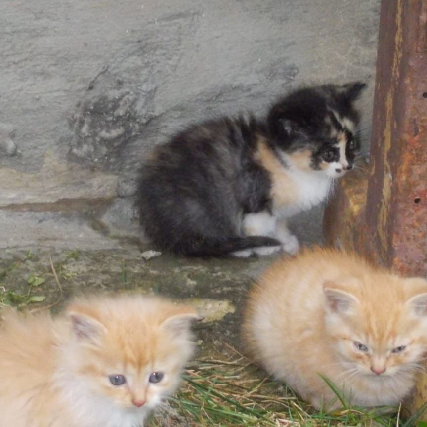 Котята