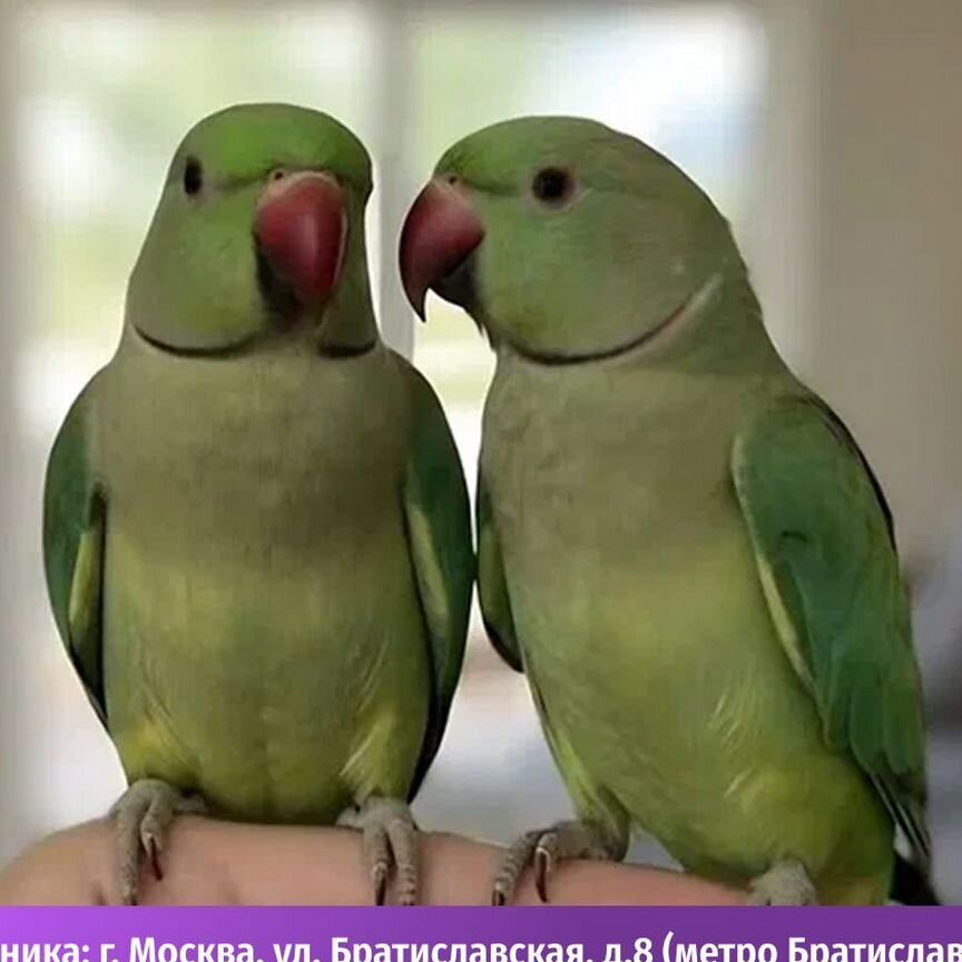 Попугай Ожереловый