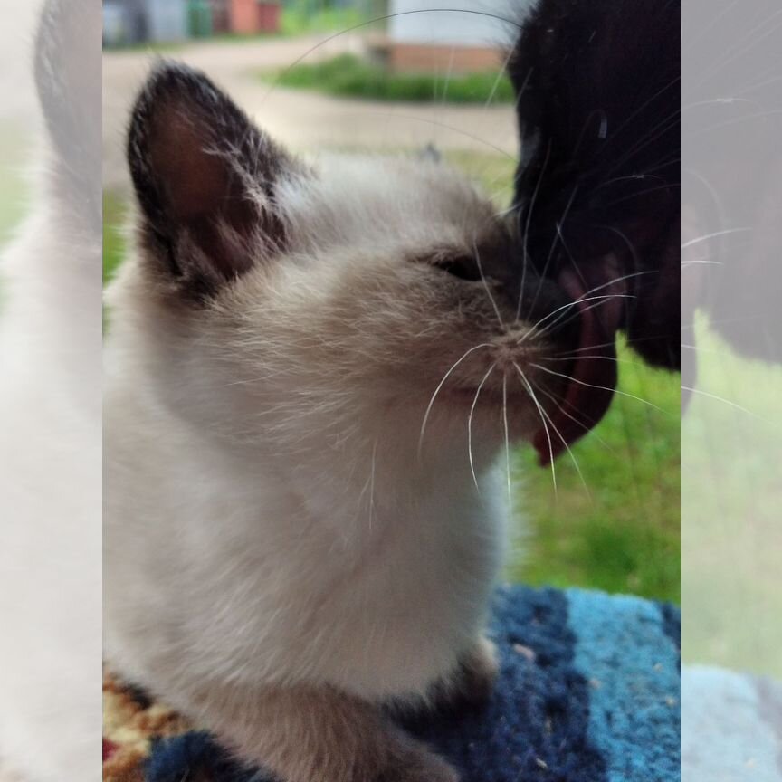 Сиамский котёнок
