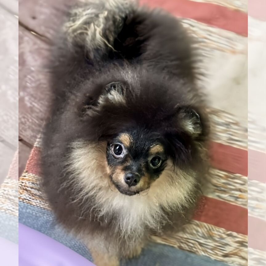 Померанский шпиц, щенок