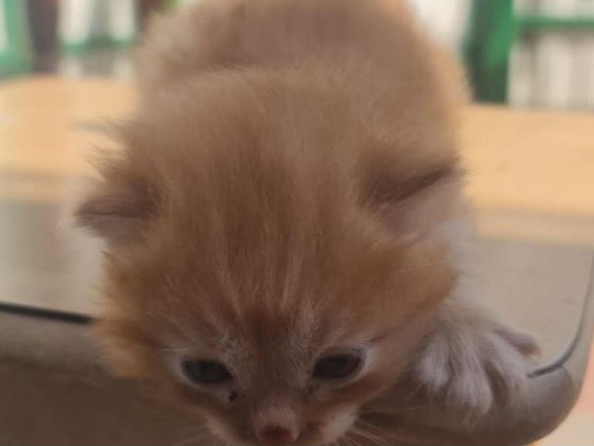 Котята в добрые руки бесплатно