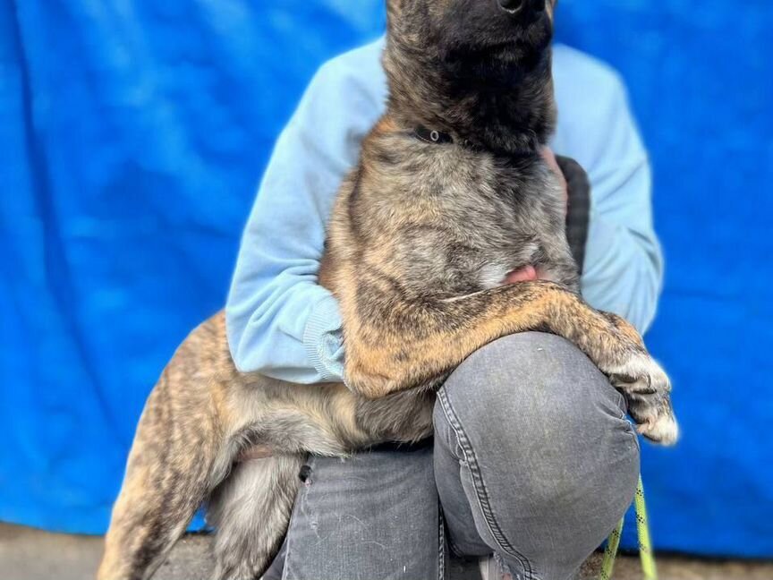 Халва, собака из приюта в поисках дома