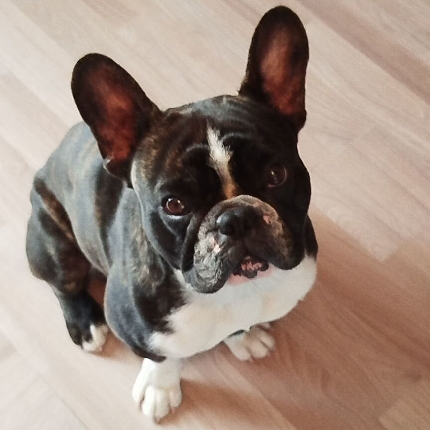 Французский бульдог, щенок