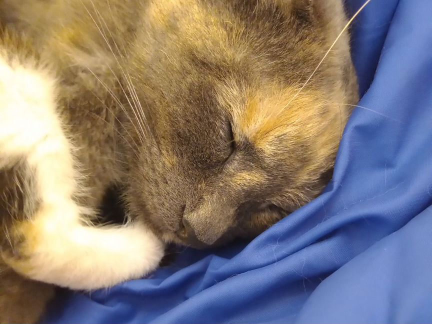 Котята зайчата