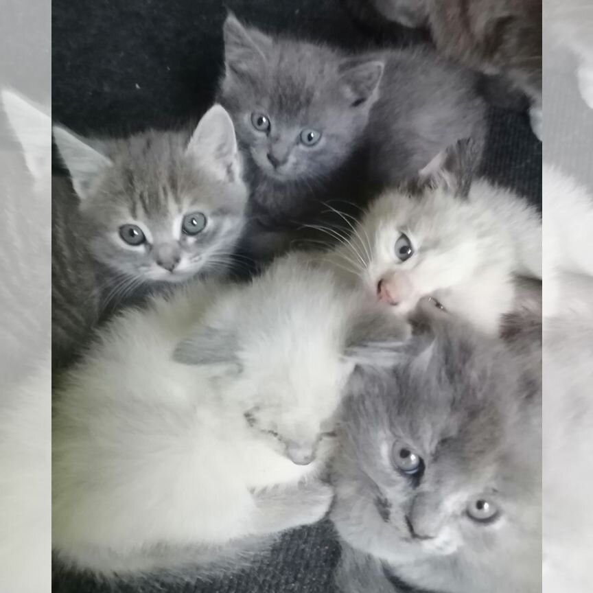 Котята отдам бесплатно