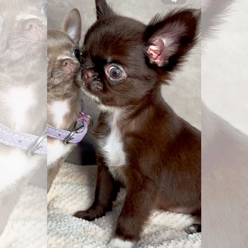 Чихуахуа девочка