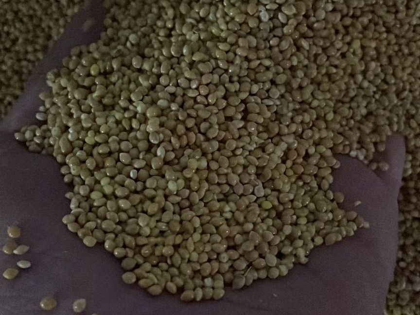 Семена просо