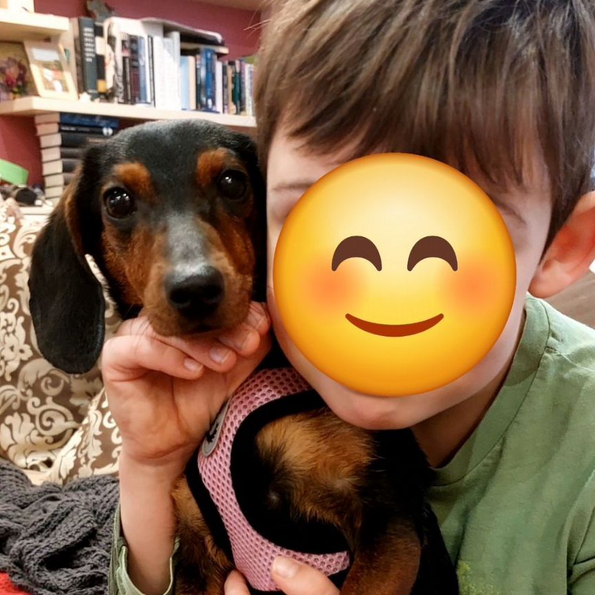 Маленькая собака в добрые руки