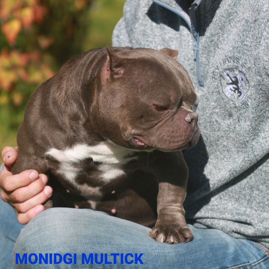 Эксклюзивные нано и микро булли,гарантия