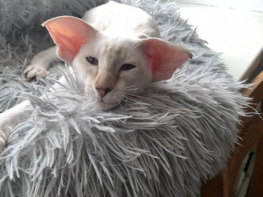 Ориентальная