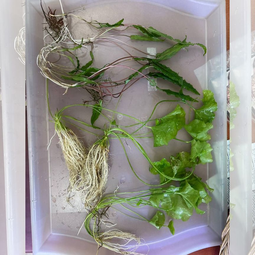 Аквариумные растения криптокарина и нимфея