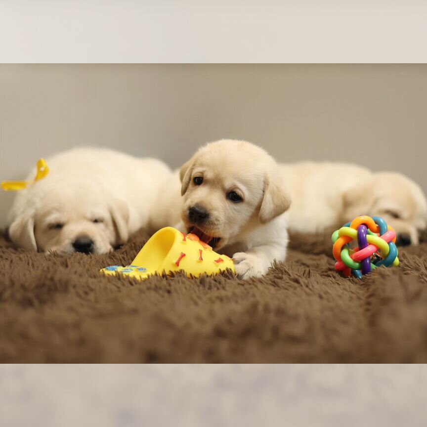 Лабрадор-ретривер, щенок