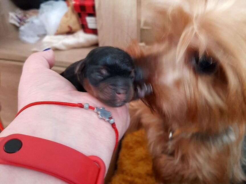 Йоркширский терьер девочка