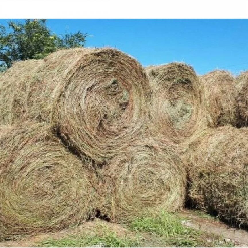 Сено в рулонах
