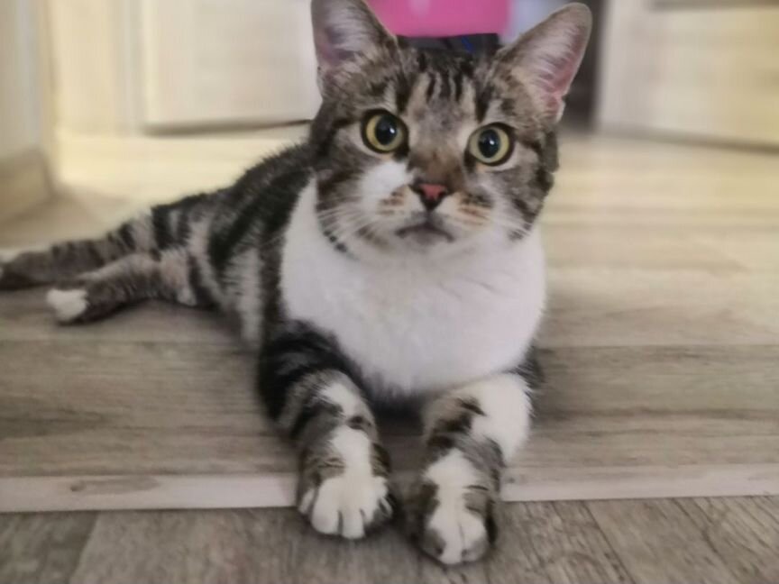 Отдам кошку в добрые руки