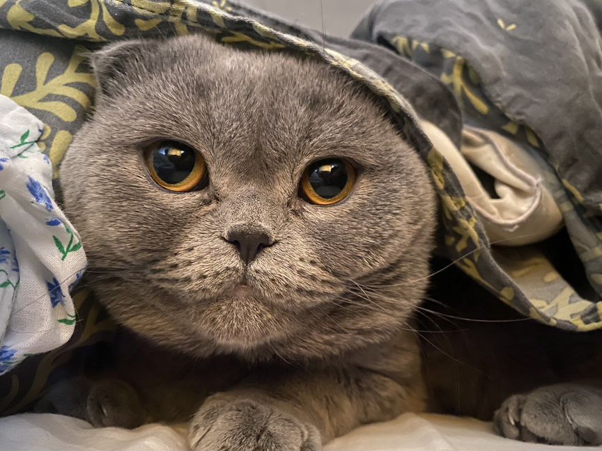 Британский вислоухий кот продам