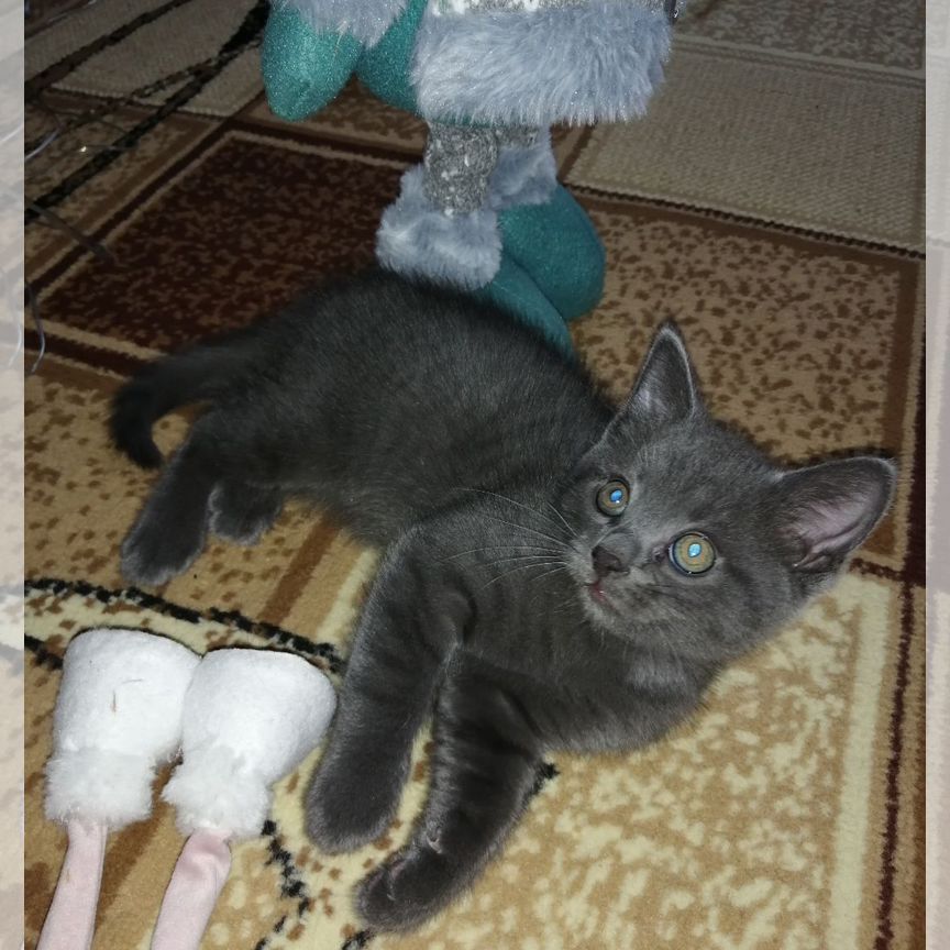 Котёнок в добрые руки