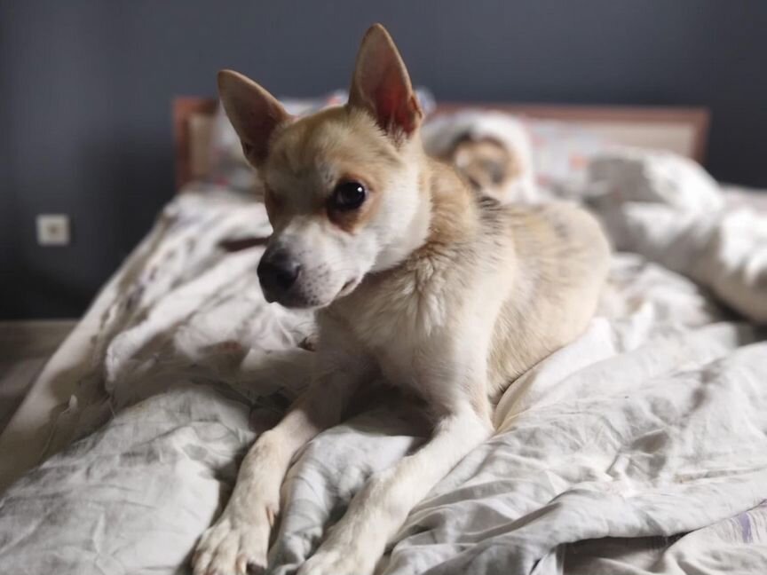 Зефирушка небольшой одноглазик