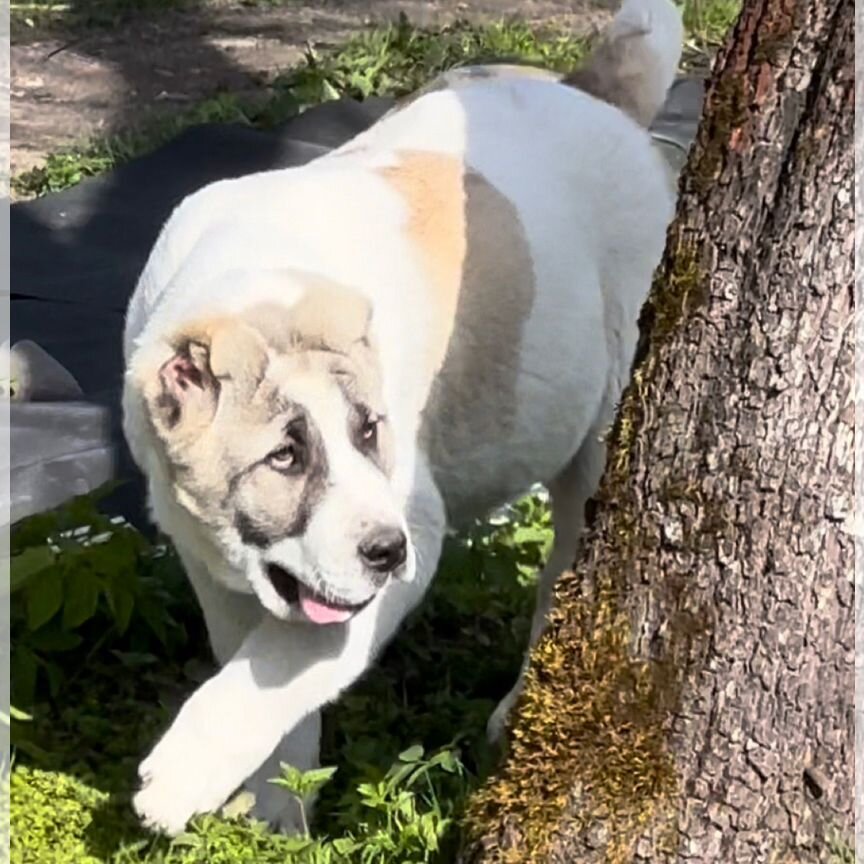 Среднеазиатская овчарка, щенок