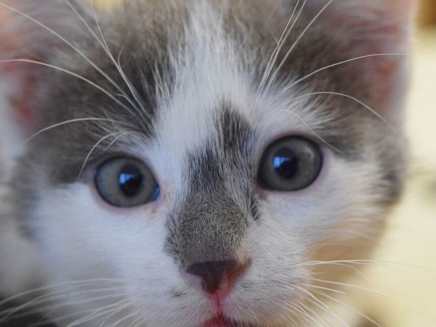 Котёнок мальчик замечательный добрый ручной