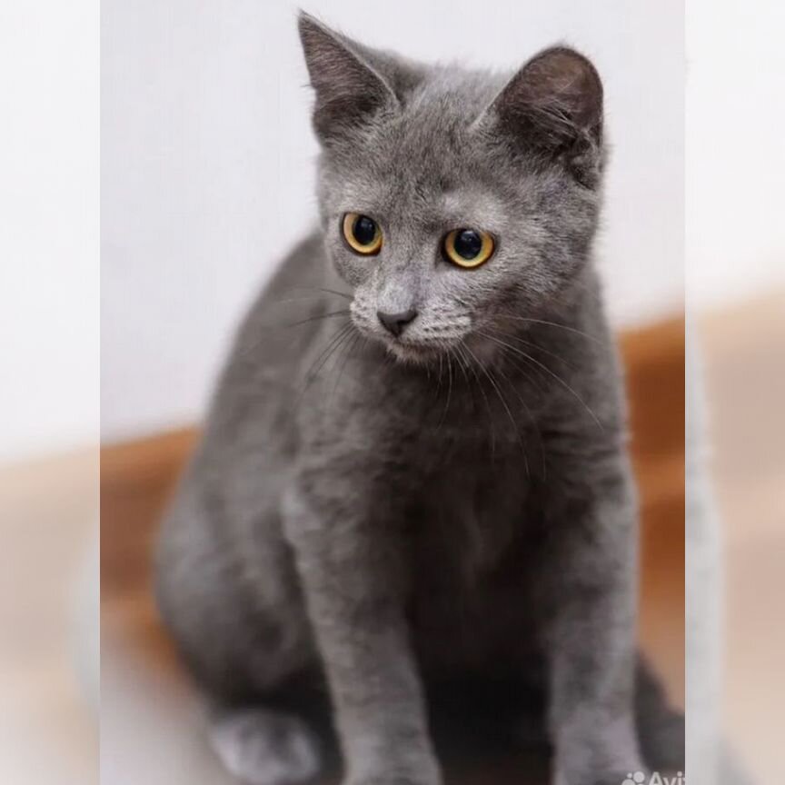 Корат котёнок