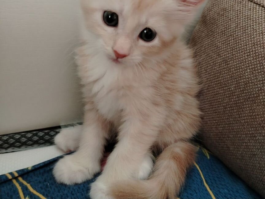 Котята мейн-кун