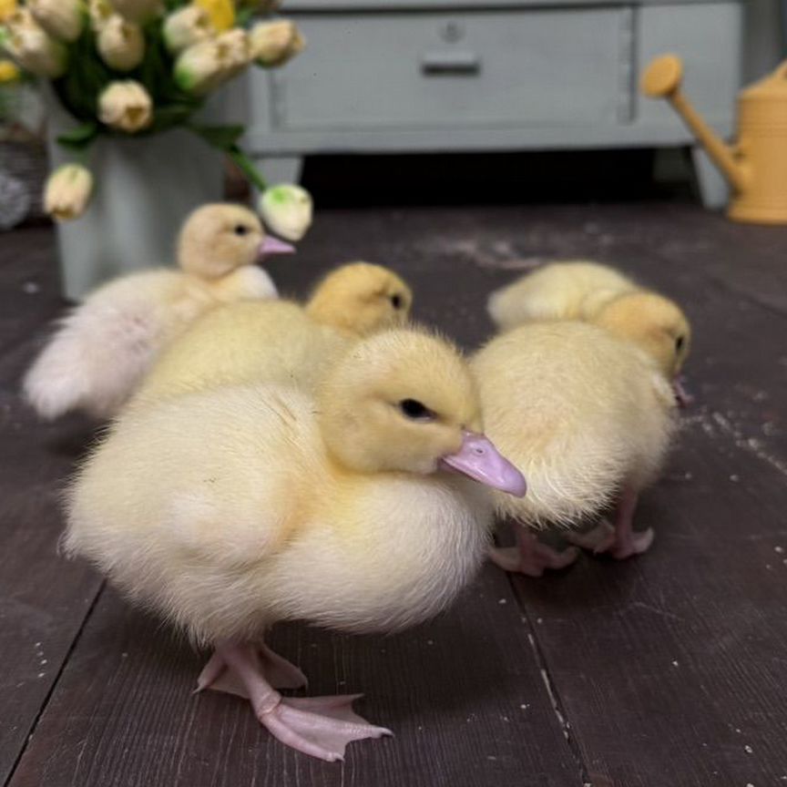 Утята мускусной утки 6шт