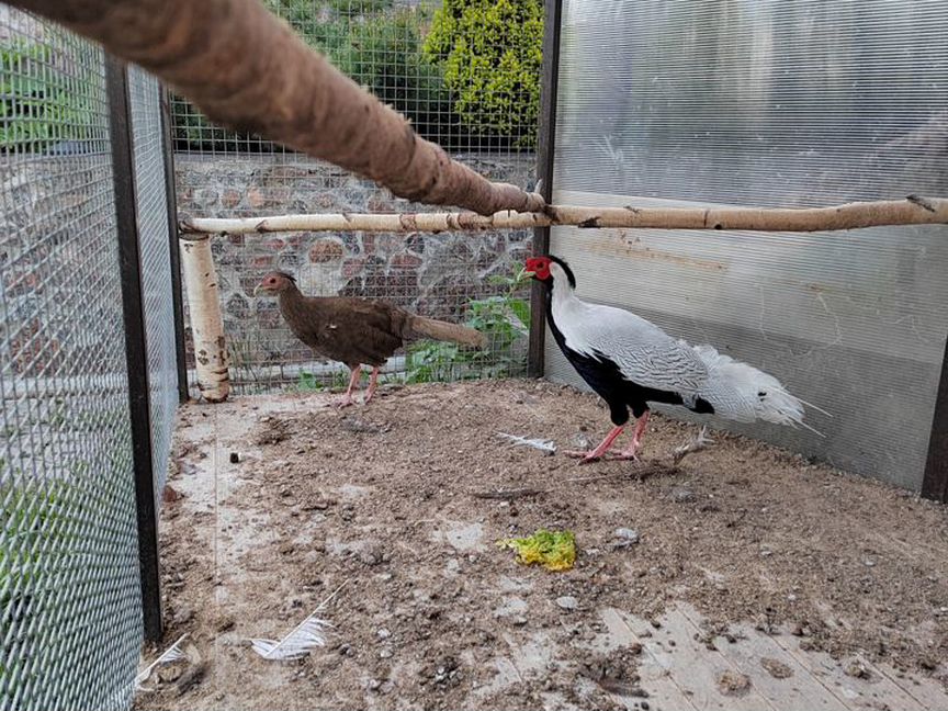 Золотой фазан пара