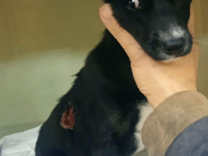 Ангельская девочка,за это её и обижают. Ищу дом