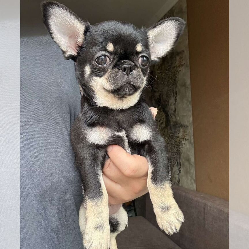 Чихуахуа, щенок