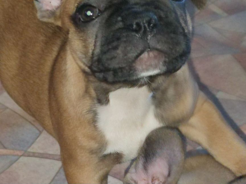 Французятки