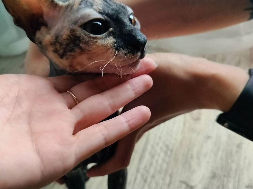 Котёнок сфинкс девочка