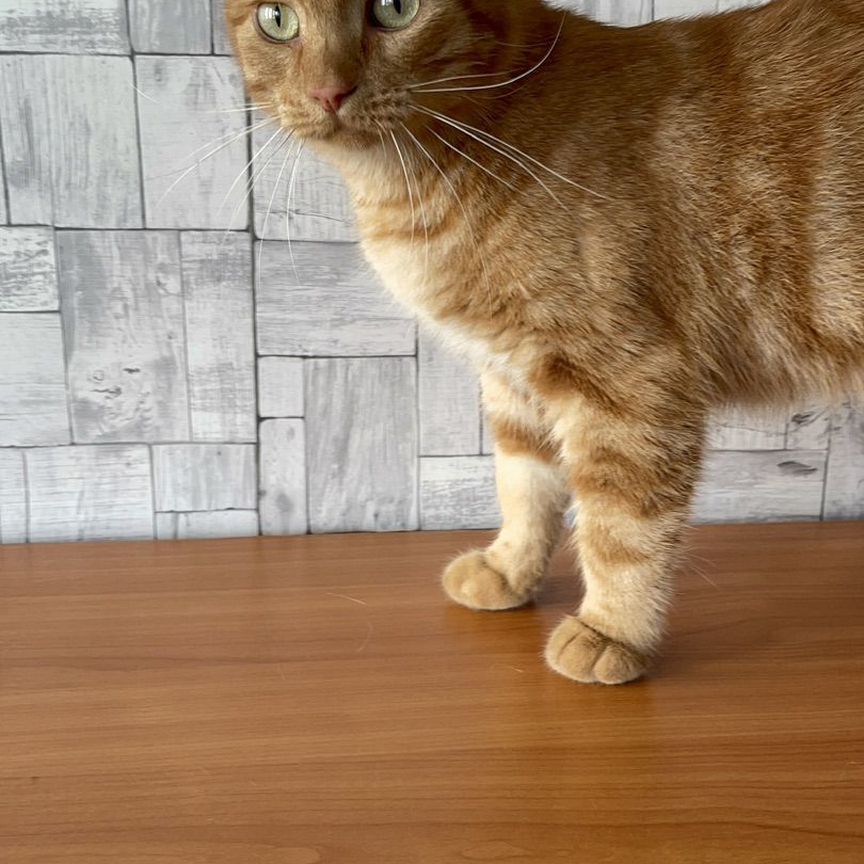 Кот Медок