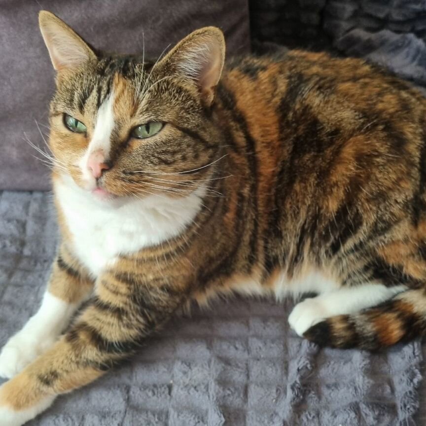 Трёхцветная красотка ищет хозяев