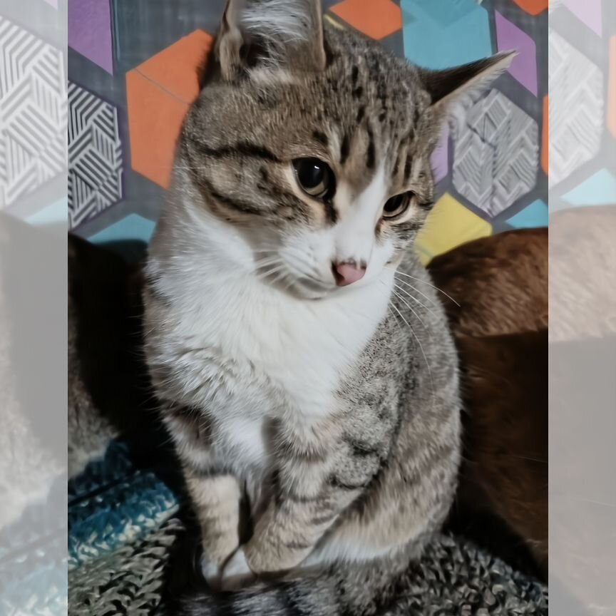 Котёнок в добрые руки