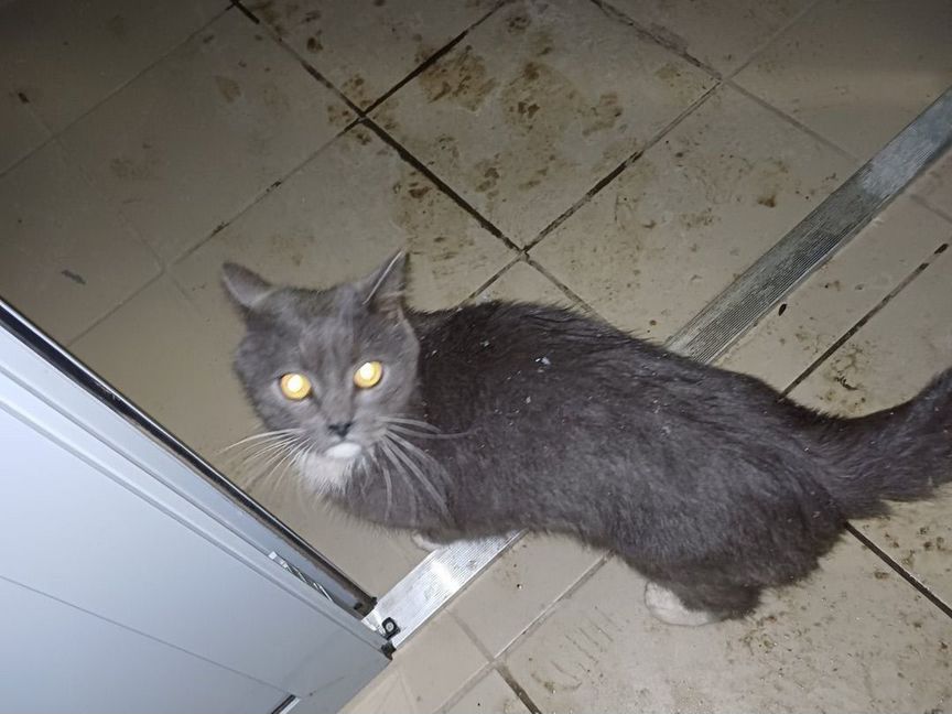 Котик бесплатно