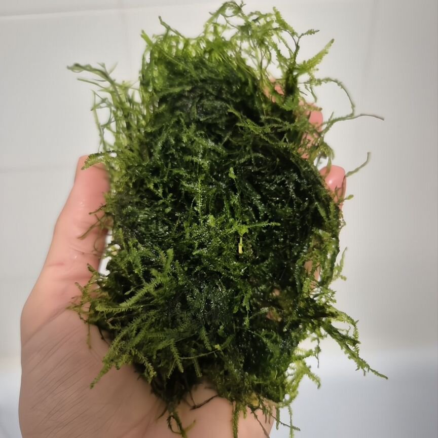 Мох для аквариума