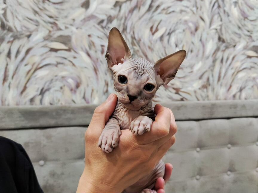 Канадский сфинкс котенок