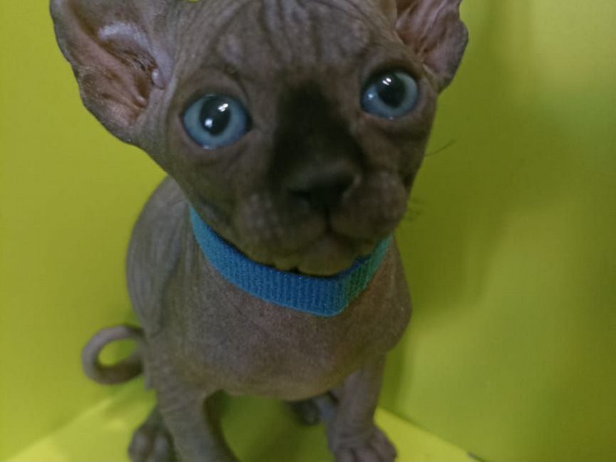 Канадский сфинкс эльф