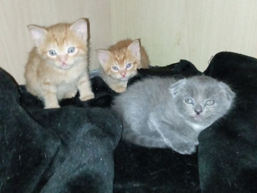 Британские вислоухие котята