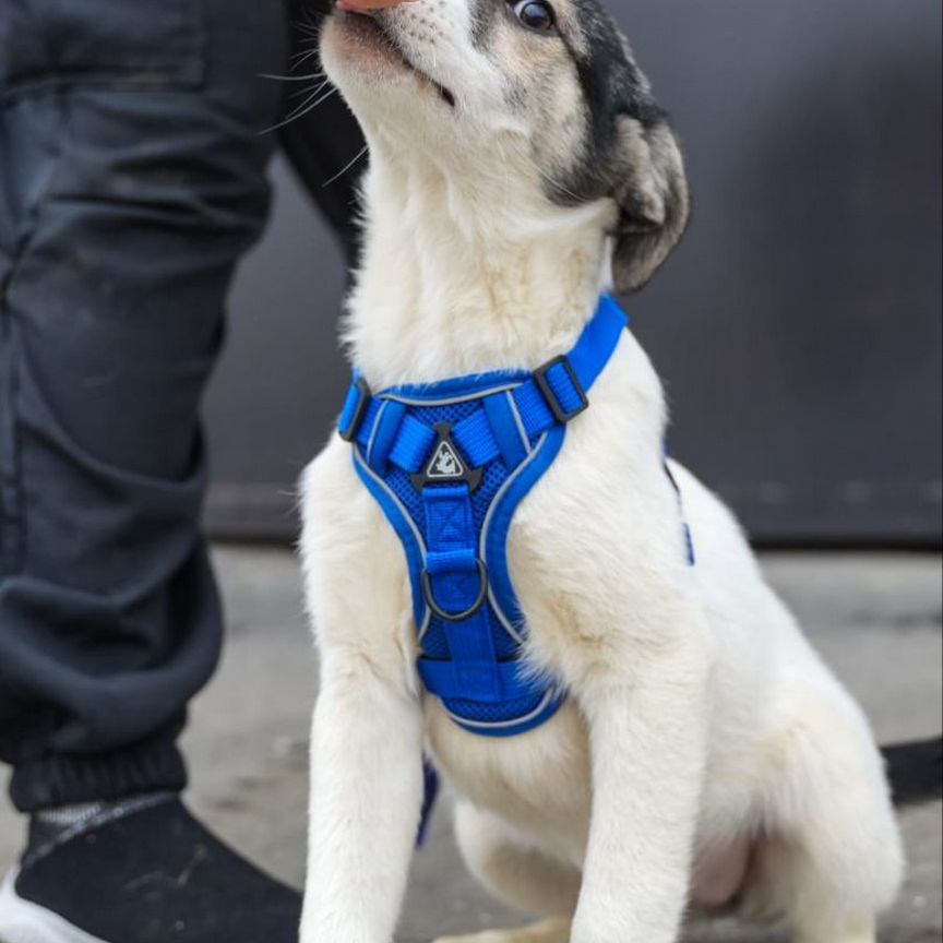 Даша 4 мес вырастет до 35 см в холке