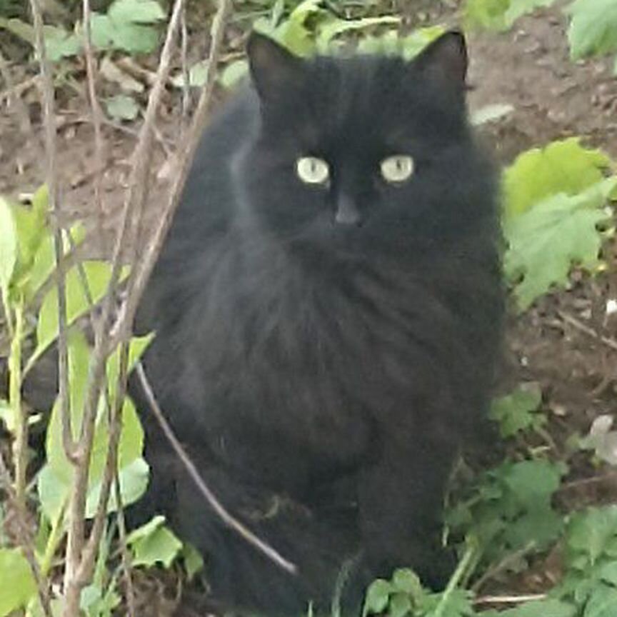 Кошка потеряшка
