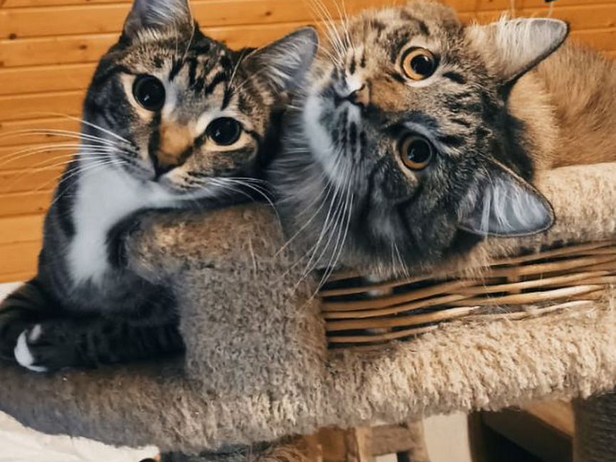 Митяй 11 мес. ищет любящих людей